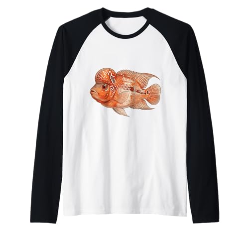 Pet fish – Find the best price