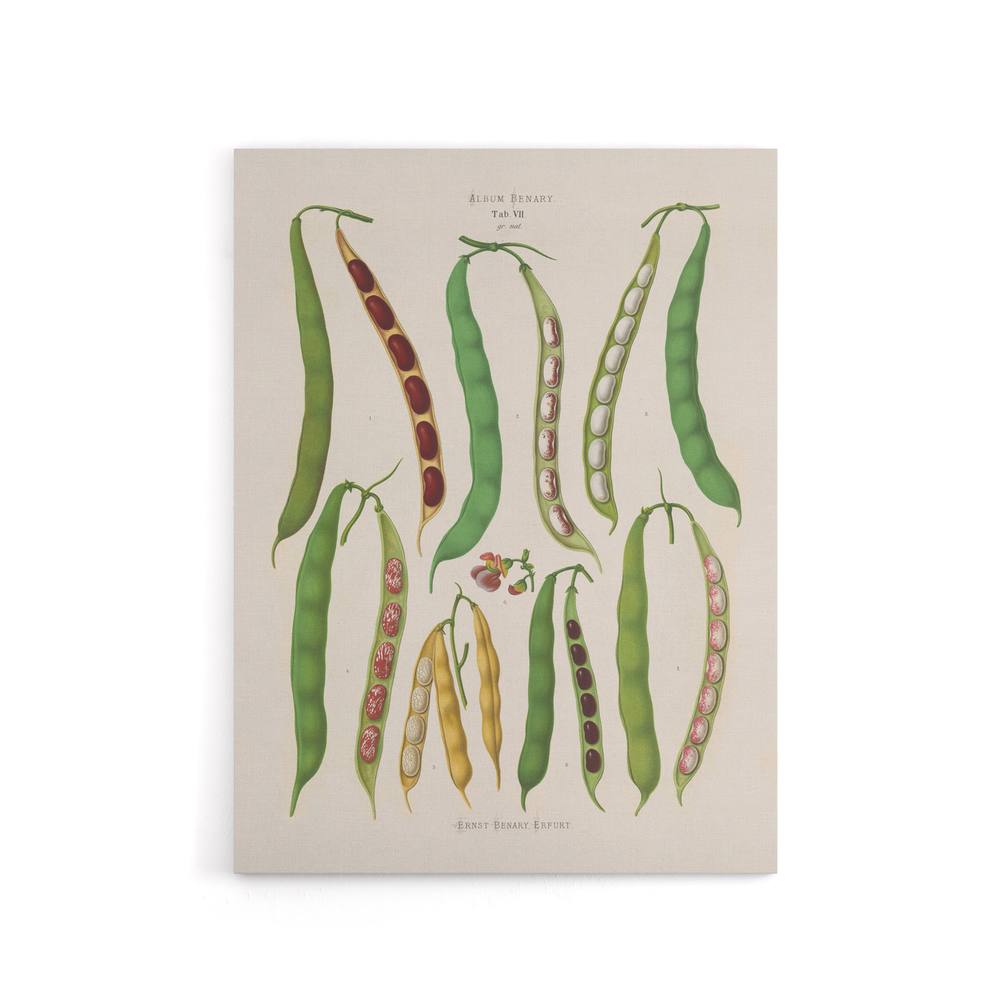 Kidney beans – Find the best price
